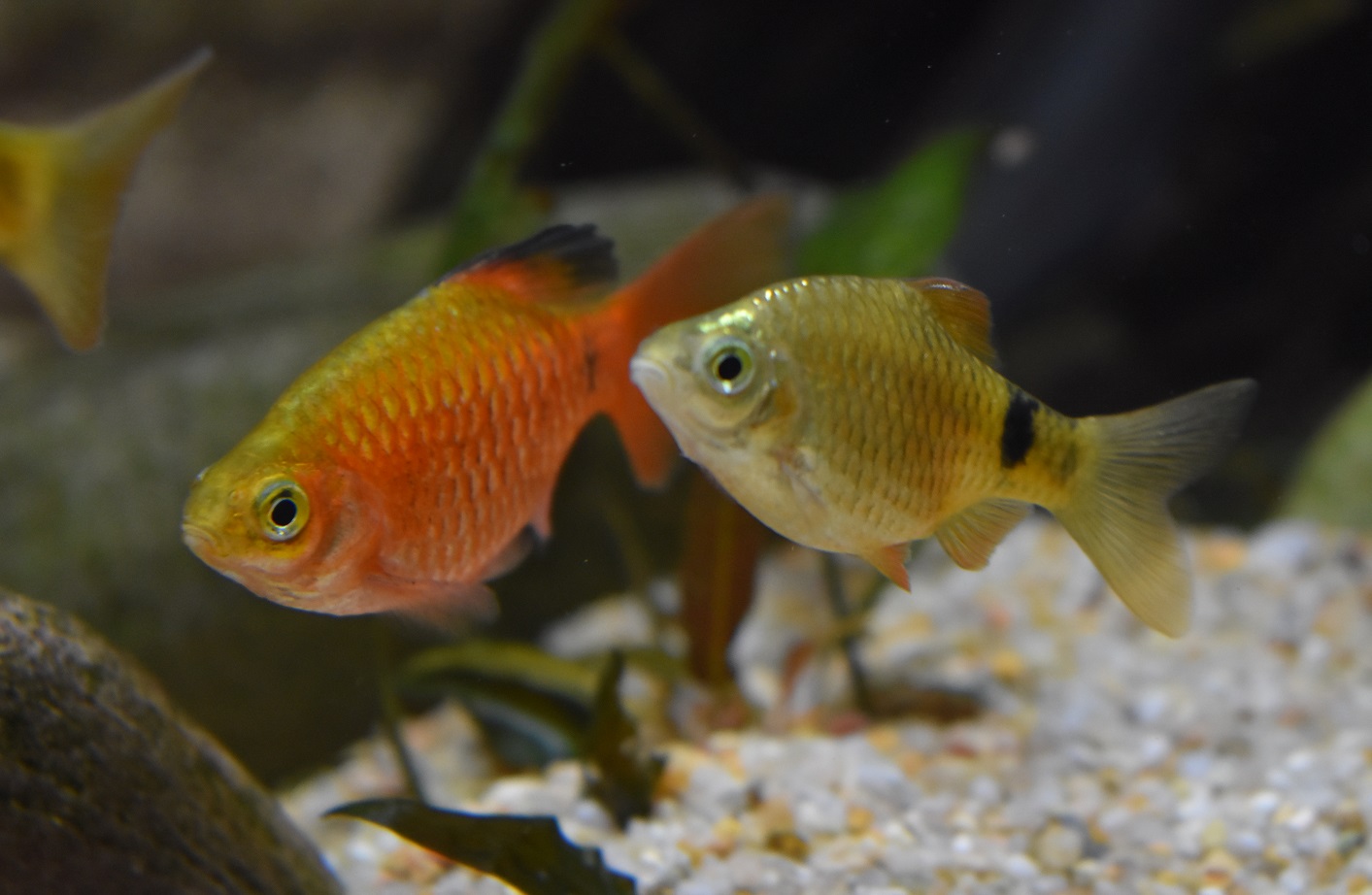 ZOOTOGRAFIANDO (MI COLECCIÓN DE FOTOS DE ANIMALES): BARBO ROSADO ...