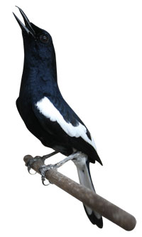 KACER ~ HENDRO GOMBEZH