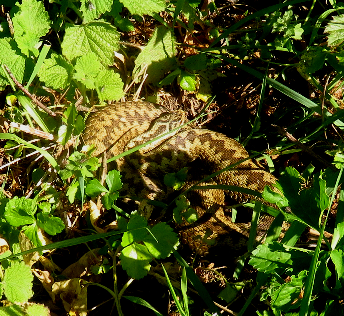 MERSEA WILDLIFE: WHINCHATS AND WHEATEARS