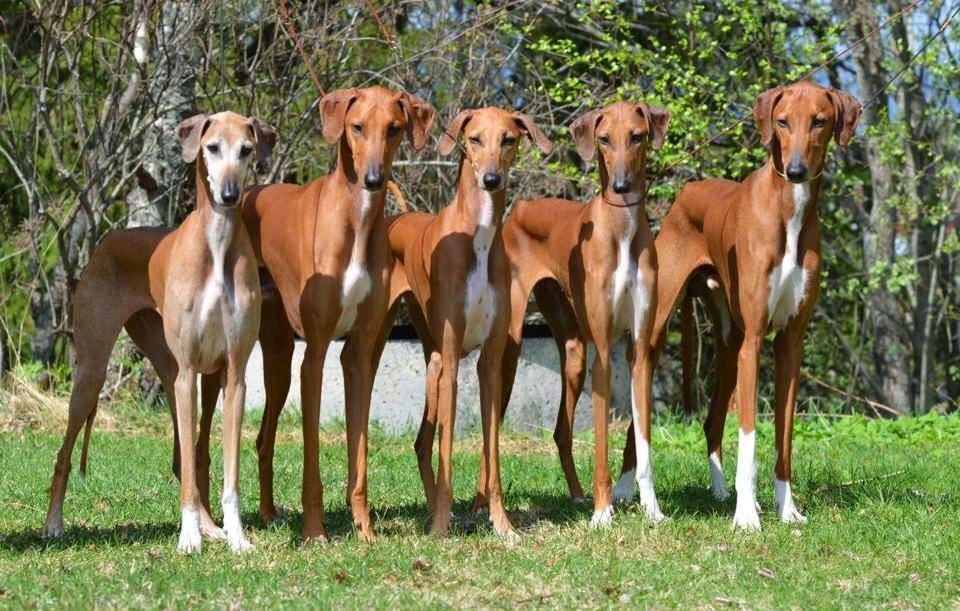 Azawakh - Dog Breeds