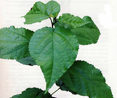 Healthy Living by Nature: West Indian Elm (Guazuma ulmifolia)