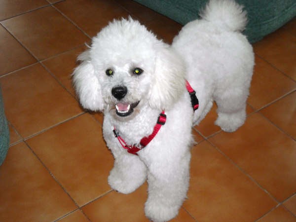 El Caniche | El Blog del Dog