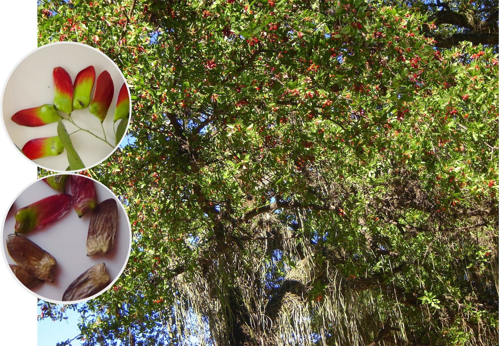 v e r d e c h a c o: Quebracho / Quebracho colorado