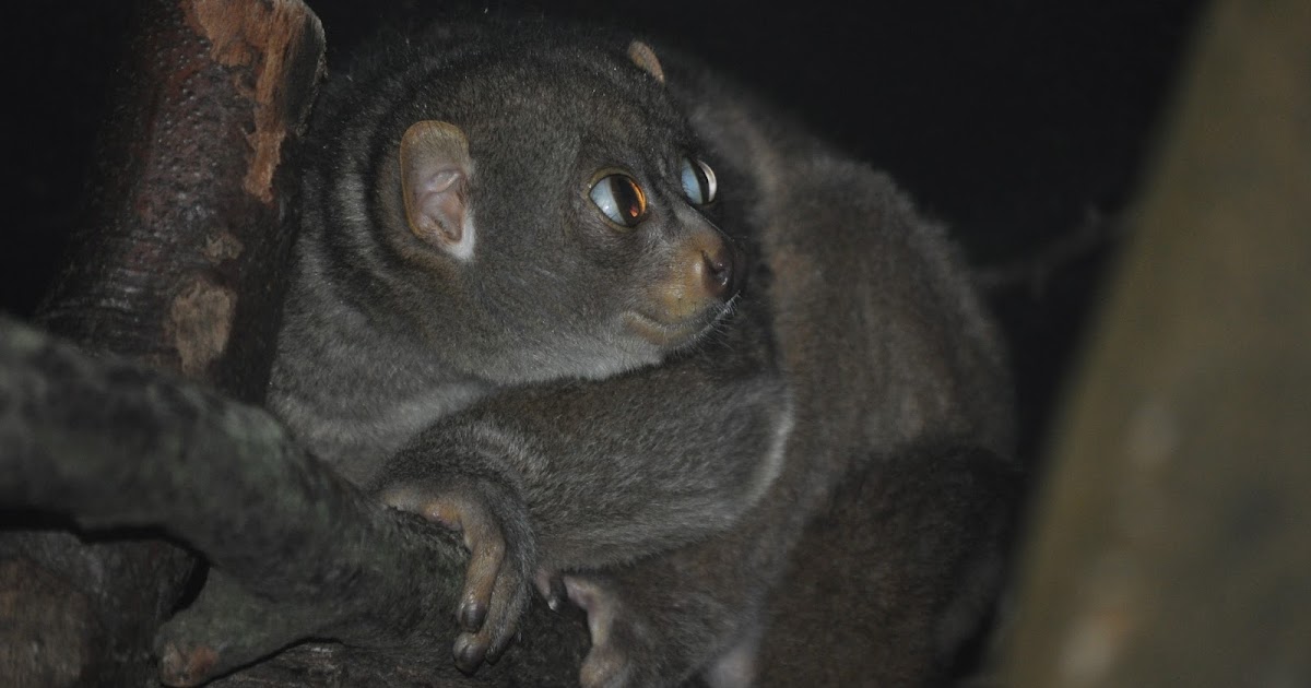 ZOOTOGRAFIANDO (6.057 ANIMALS): POTO / POTTO (Perodicticus potto)