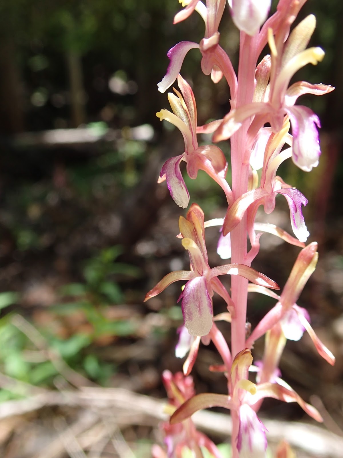Casing Oregon: Wildflower Hikes: Gordon Meadows