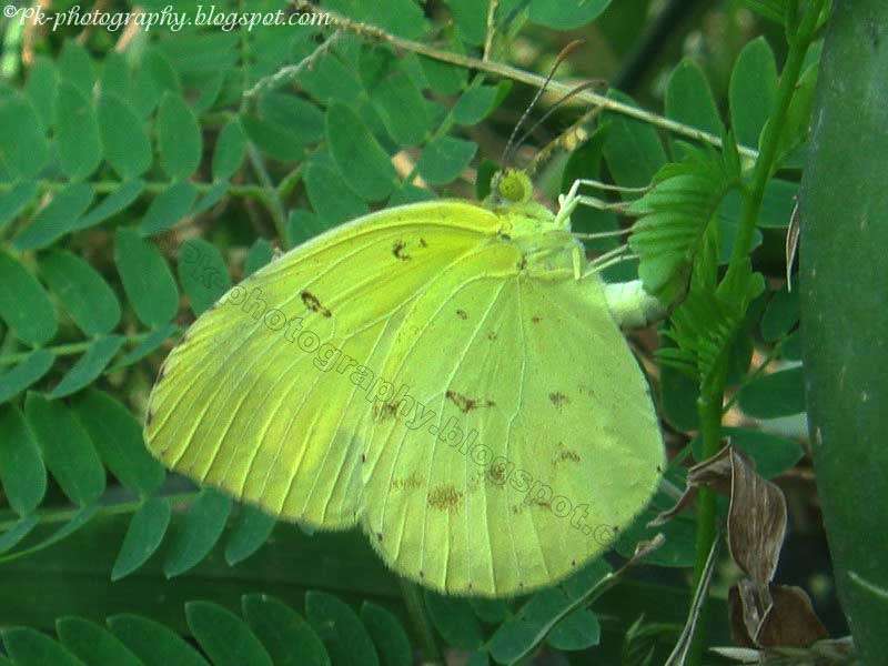 Life Cycle Of Common Grass Yellow Butterfly | Nature, Cultural, and ...