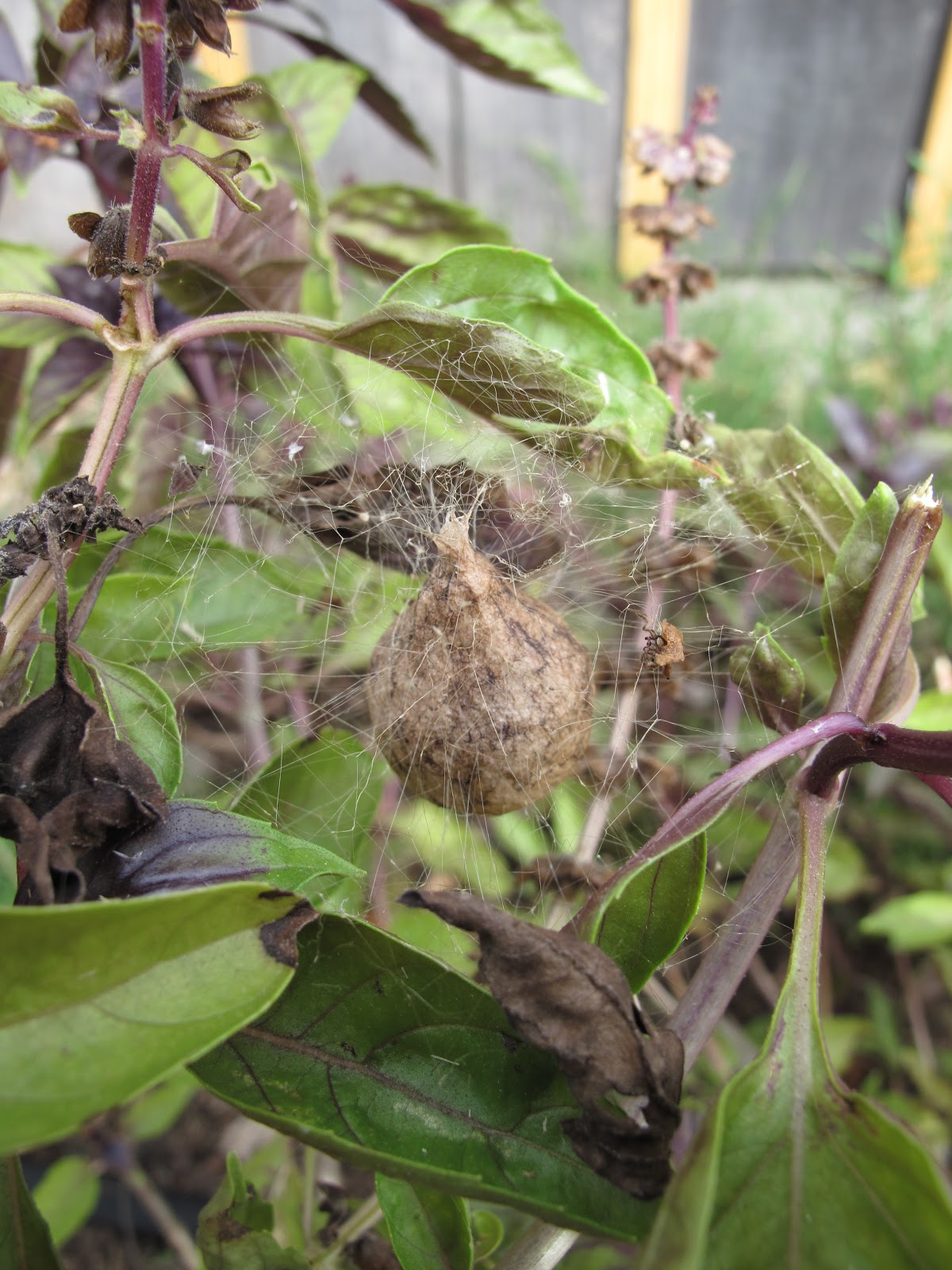 Wings of Dawn Farm: Fall Spiders