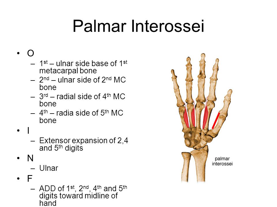 掌側骨間肌(palmar interossei muscle) | 職能治療陪你居家復健