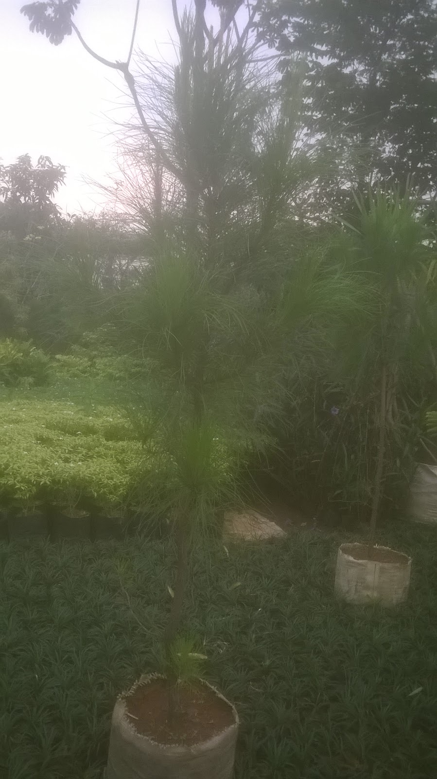 Jual pohon cemara angin | cemara lilin | cemara norfolk | cemara udang ...