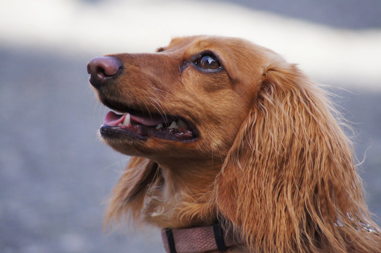 Mashed Thoughts: Wiener Dog Racing 2013