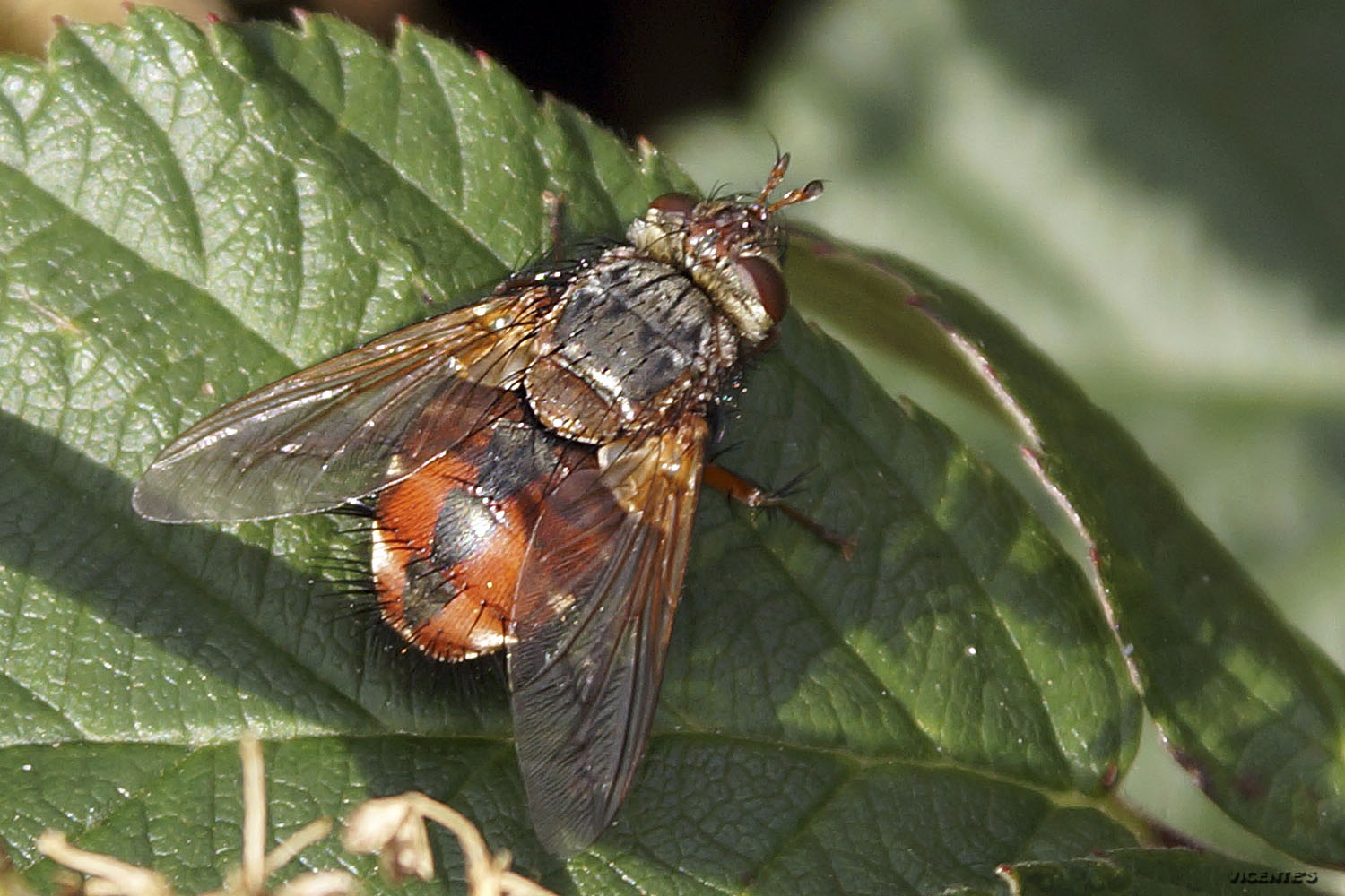Fauna silvestre de Hormaza: Tachina (Eudoromyia) sp.
