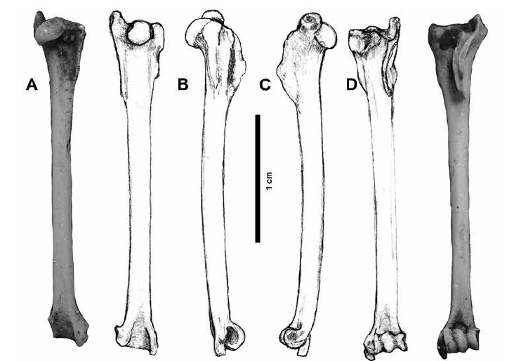 Sciency Thoughts: Fossil Bats from the Early Pleistocene of Olduvai ...