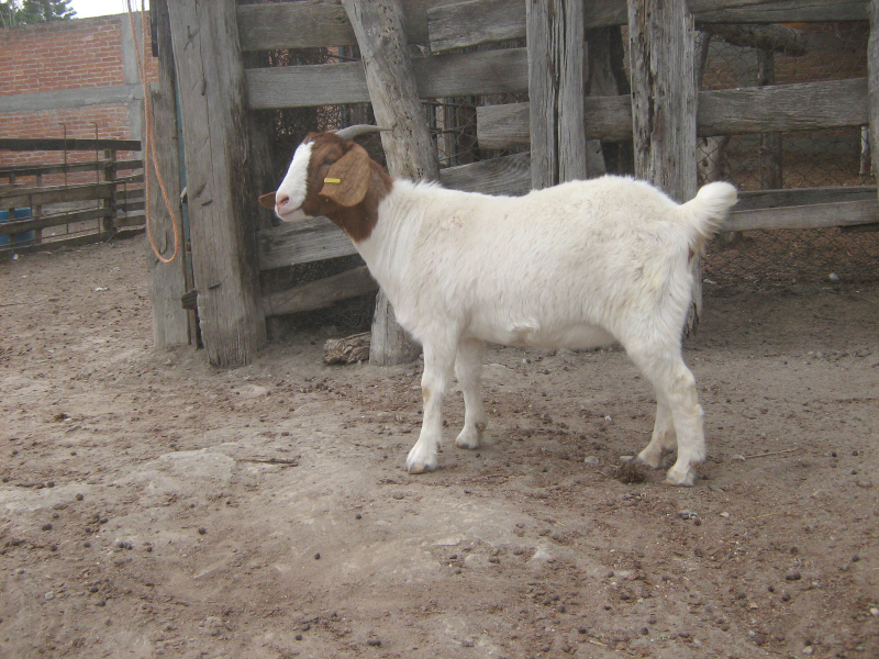 Criadero de Chivos Boer
