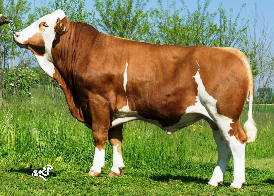 Bibit Sapi Simmental