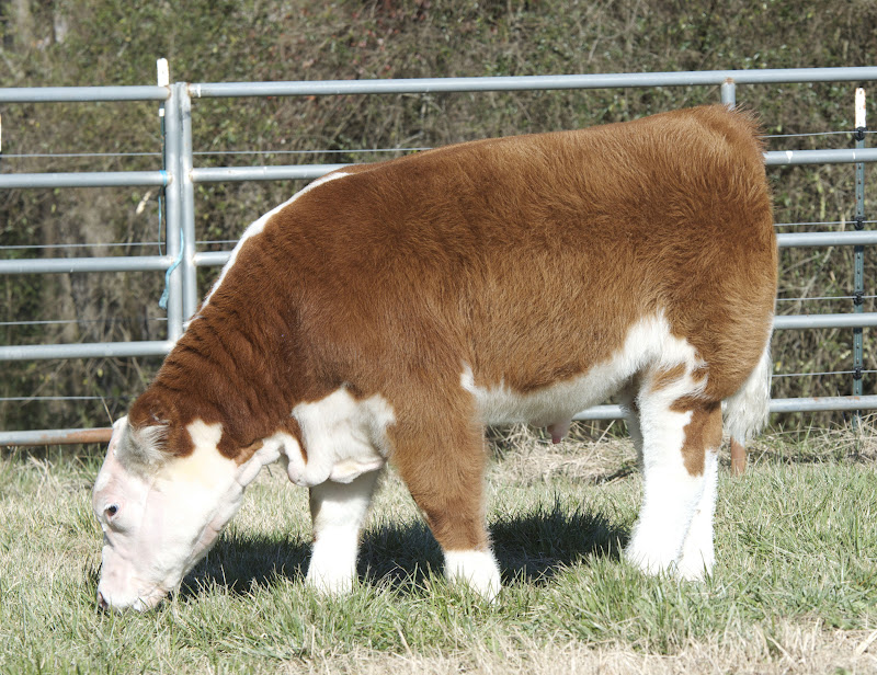 Lautner Farms: Red Rock x Grand Slam Bull For Sale - Advantage ...