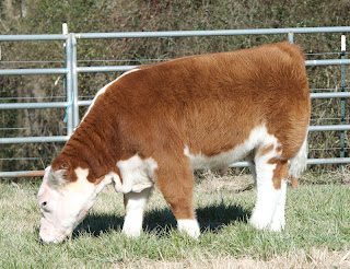 Lautner Farms: Red Rock x Grand Slam Bull For Sale - Advantage ...