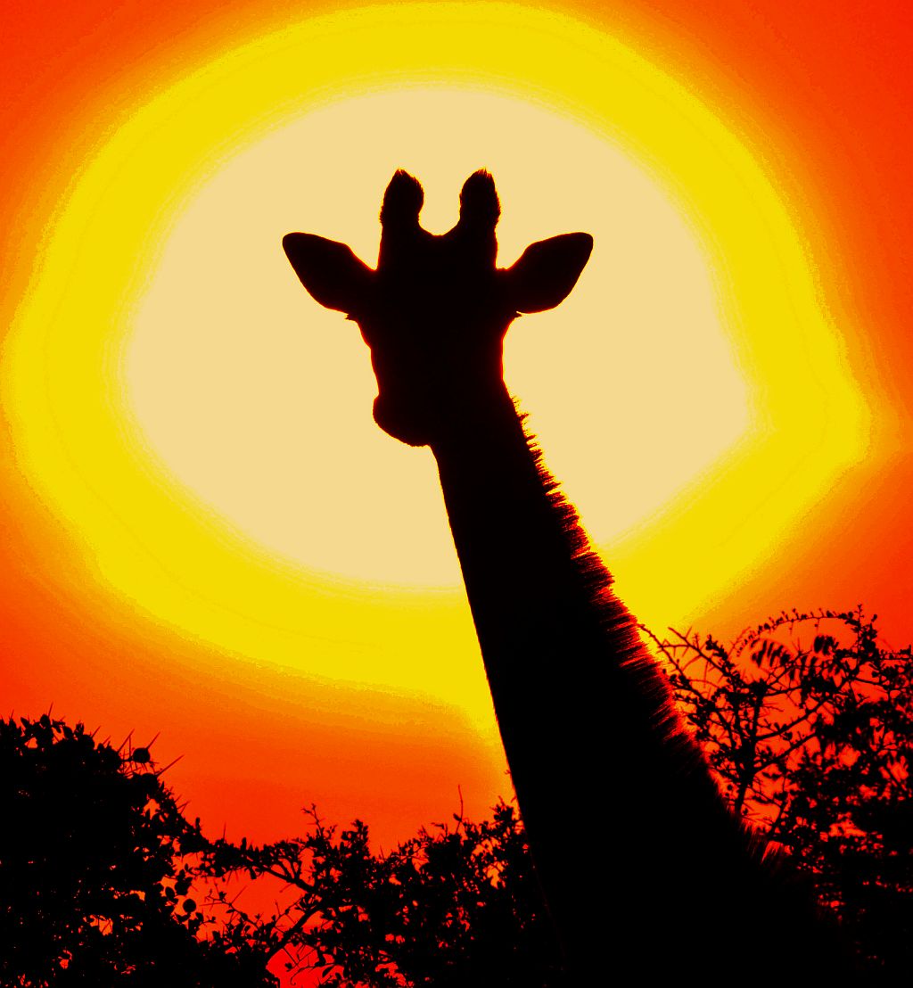 Elsen Karstad's 'Pic-A-Day Kenya': Sunset & Giraffe- Nairobi Park, Kenya