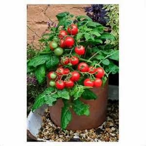 Victory Garden on the Golf Course: Tomatoes 101, everything you need to ...