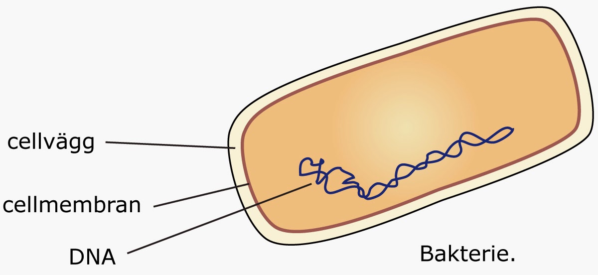 Ians skolblogg: Celler - redovisning