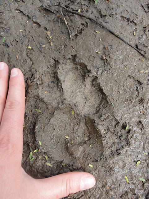 Adventures with Cheetah Poop: Looking for Cheetah Signs
