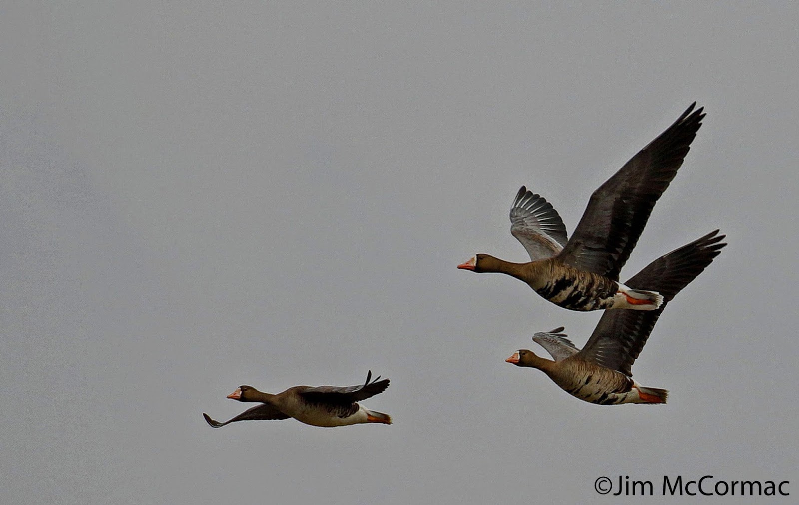 Ohio Birds and Biodiversity: Goose Pond, Indiana: Part II