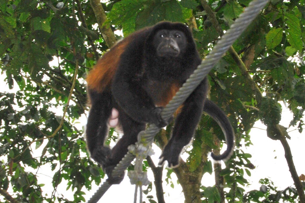 Der Laufschuh in Costa Rica.: Laguna de Arena.