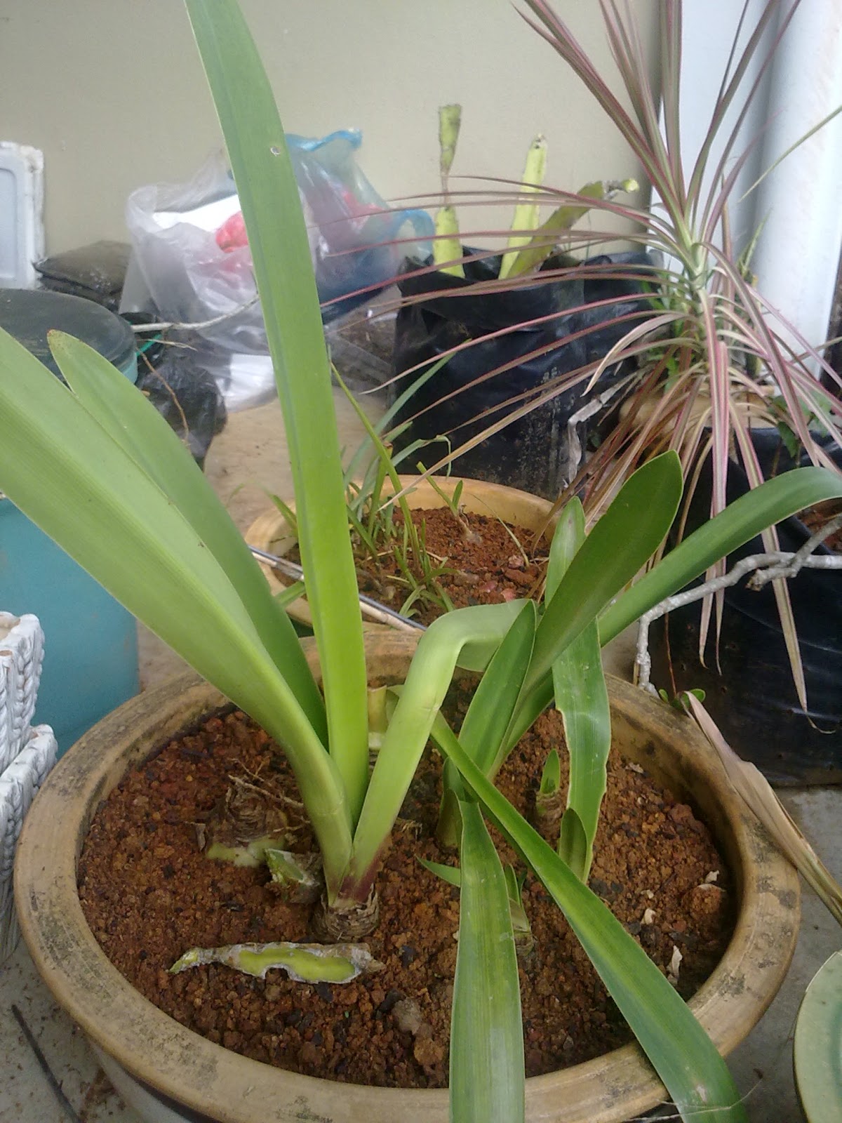 gardening is our passion: makeover-episode 2