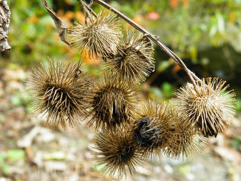 Plants With Burrs - Best Manual Lawn Aerator