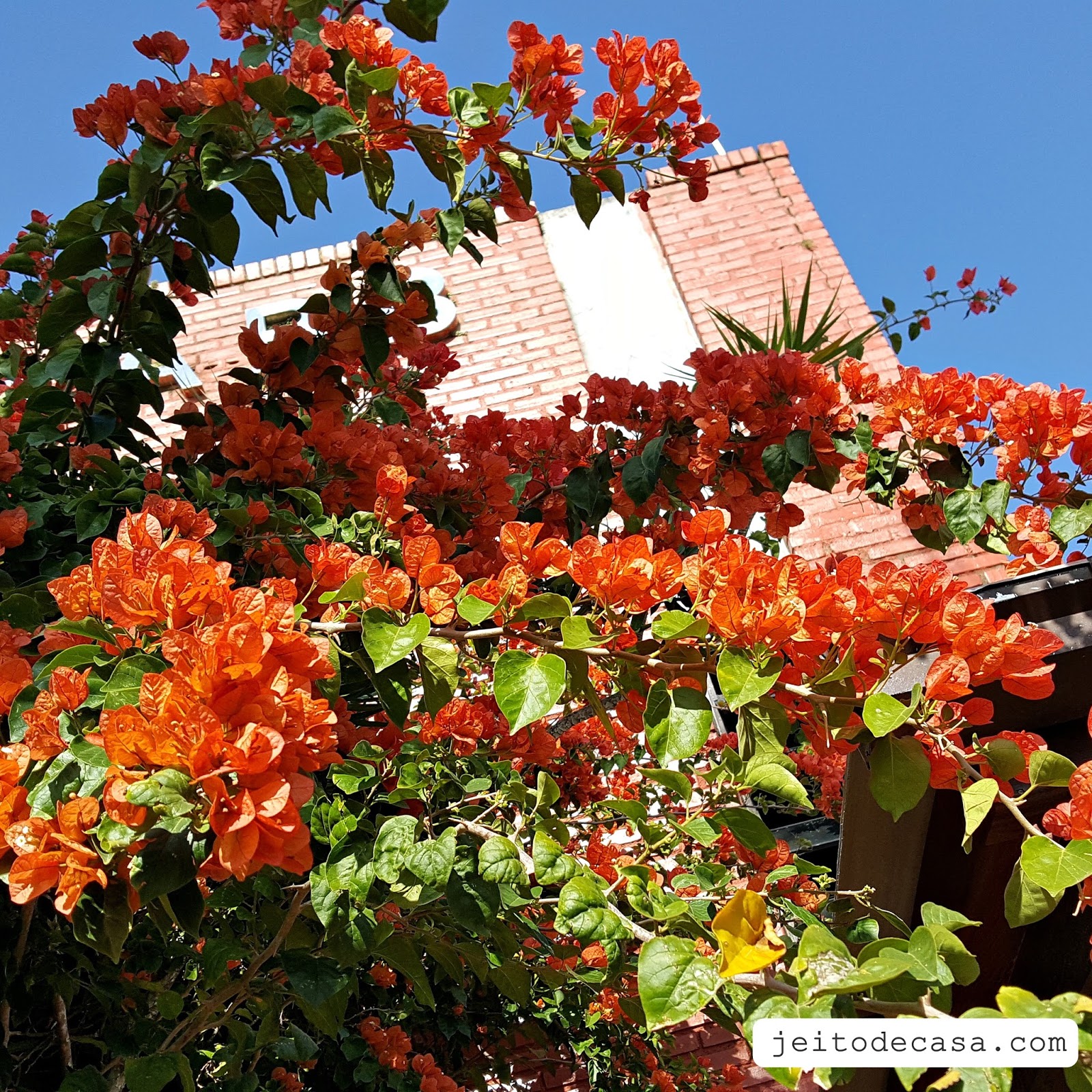 Bougainvillea laranja - Jeito de Casa - Blog de Decoração e Arquitetura