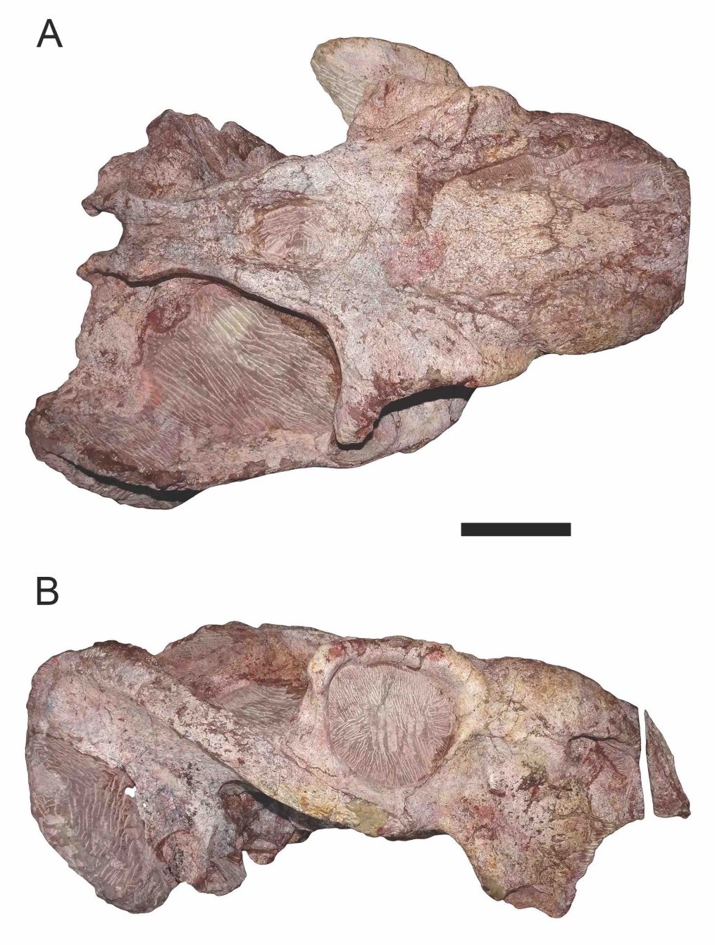 Species New to Science: [Paleontology • 2019] Ufudocyclops mukanelai ...
