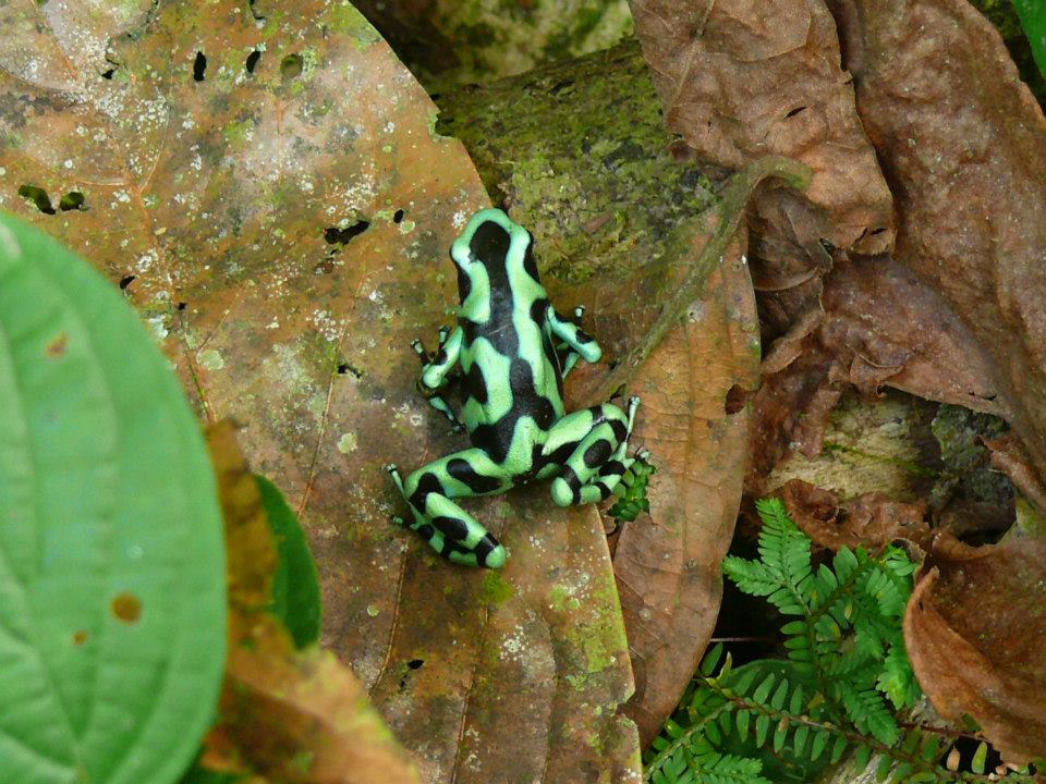 Forest Animals: Monteverde Cloud Forest Animals