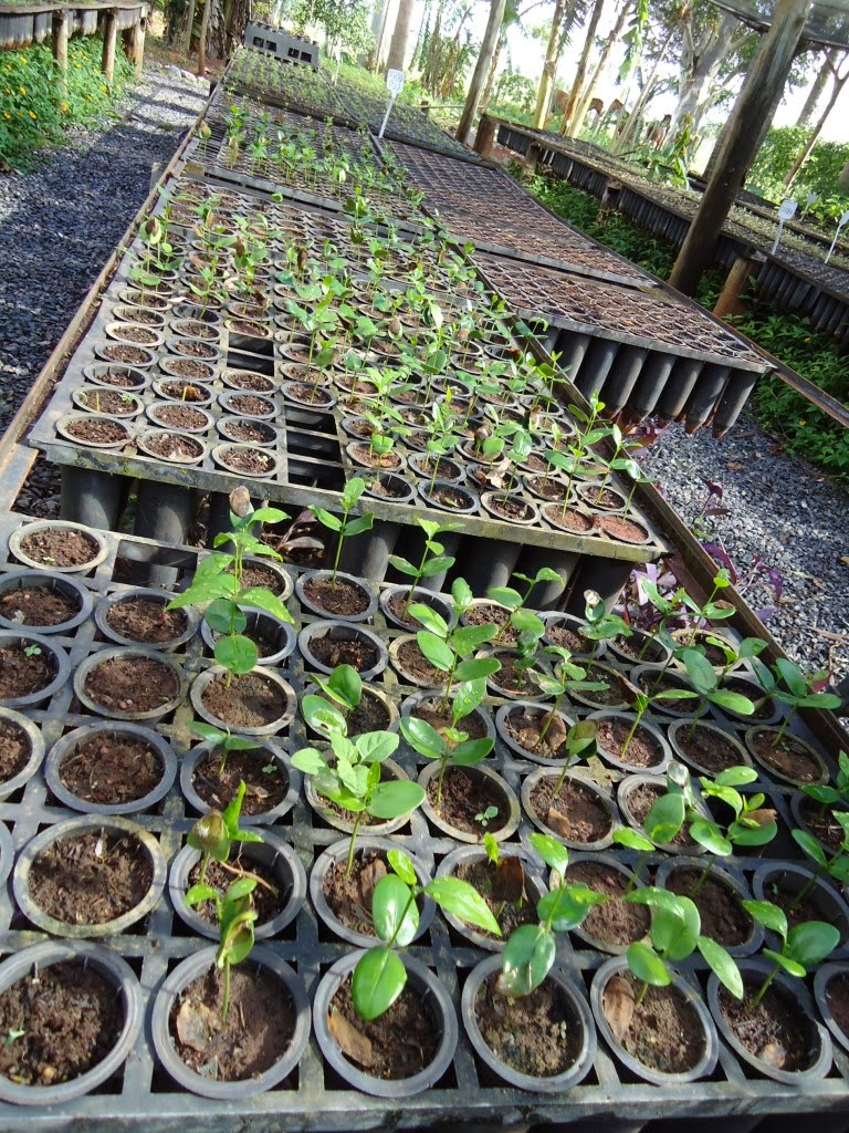 ILHAS VERDES: Mutirão de produção de mudas é realizado em Viveiro