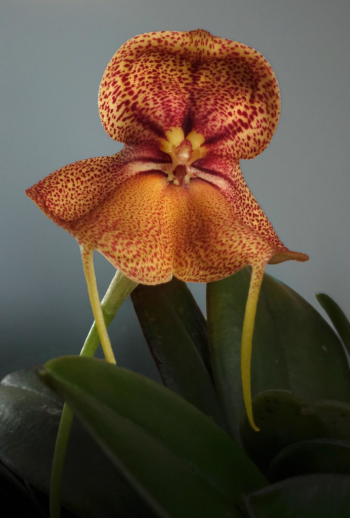 Masdevallia rubeola care and culture | Travaldo's blog