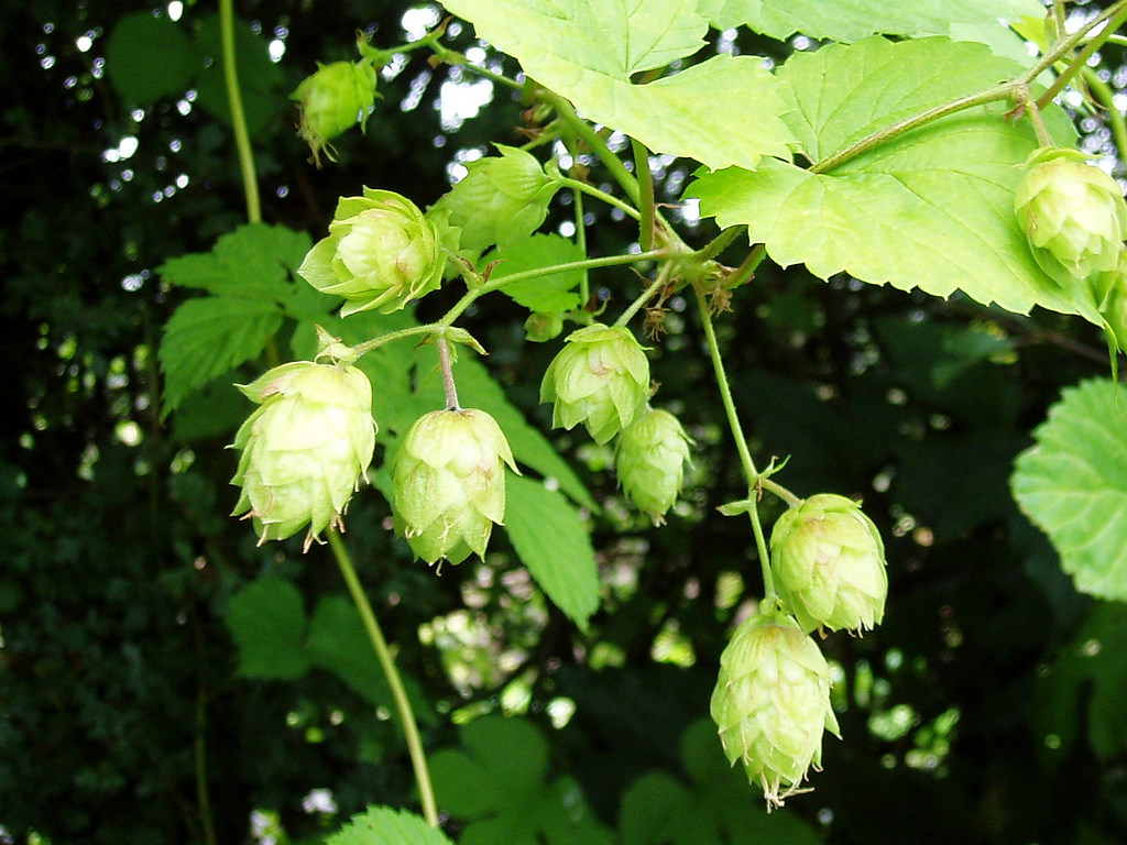 Earth and Space News: Golden Hop (Humulus lupulus ‘Aureus’) Has Yellow ...
