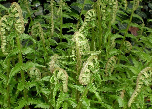 Ayo Pakai Ide: Manfaat Daun Pakis Untuk Obat, Kesehatan Dan Makanan ...