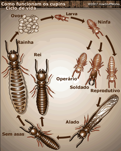 Prof. Djalminha: CUPINS