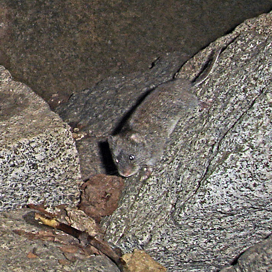 Camera Trap Codger: 2012