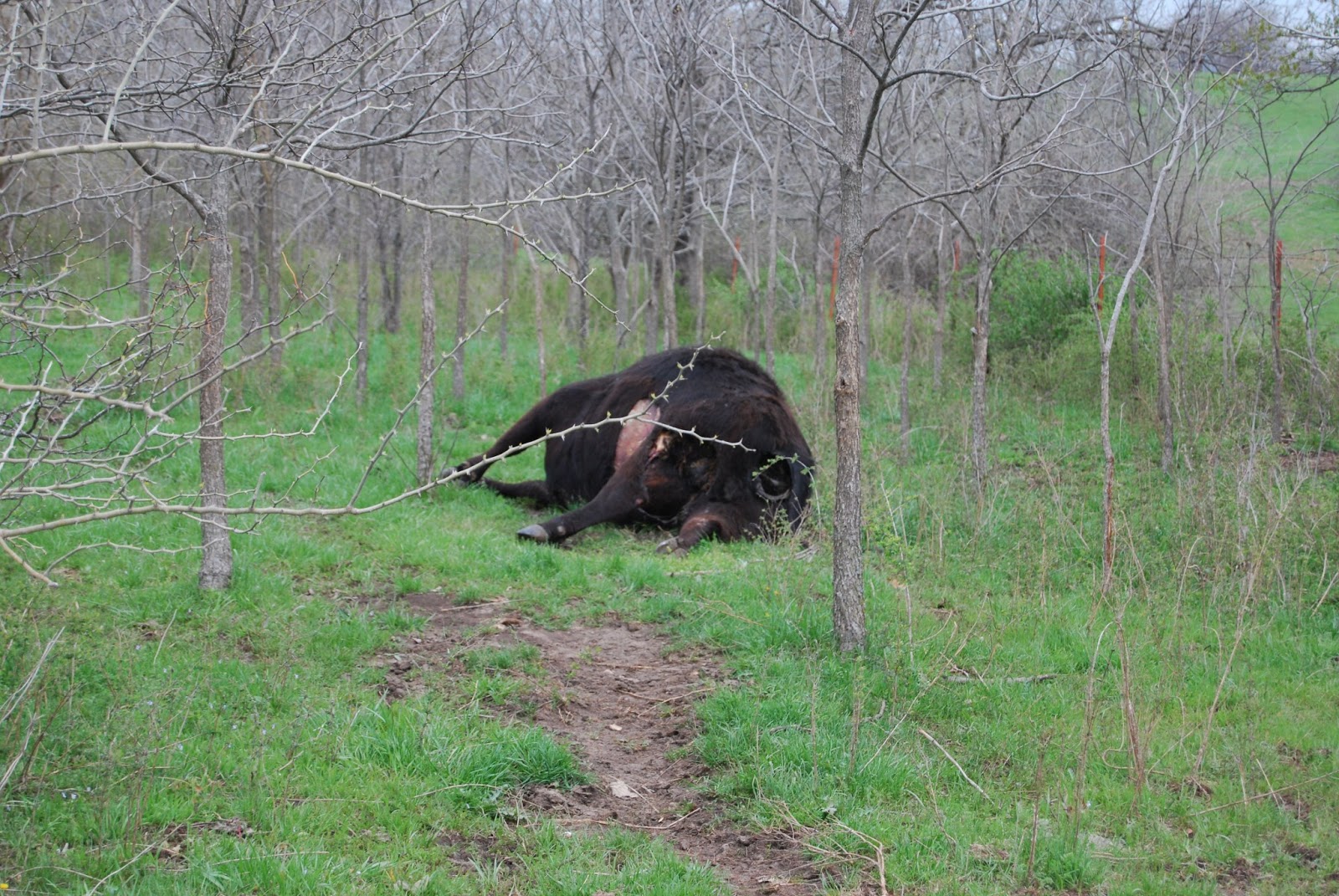 Animal Mutilation Investigation and Research: April 10, 2013 Cow ...