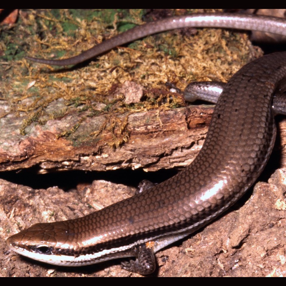 Species New to Science: [Herpetology • 2020] A Morphological and ...