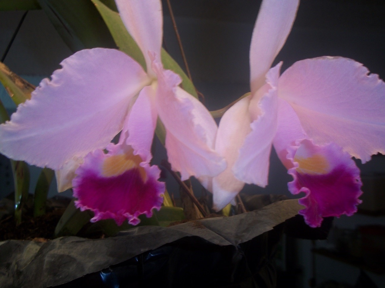 Biota Colombiana: Juan Sebastian Muñoz Cruz Cattleya trianae
