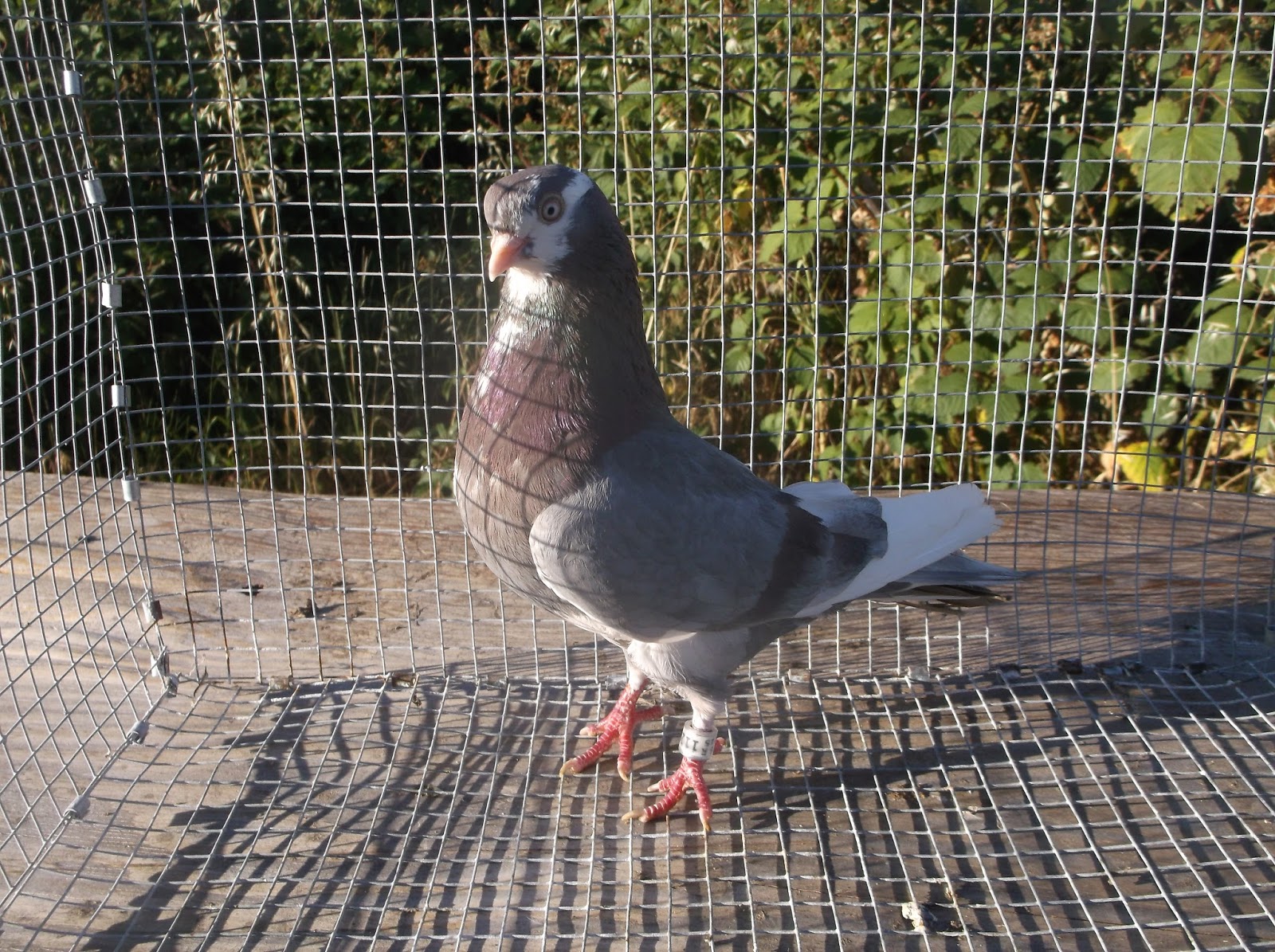 Birmingham Rollers and North American Roller Pigeons: La Rue