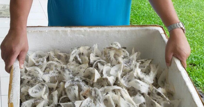 Swiftlet Farming : Swiftlets Farming Equipments, Edible Birds Nest and ...