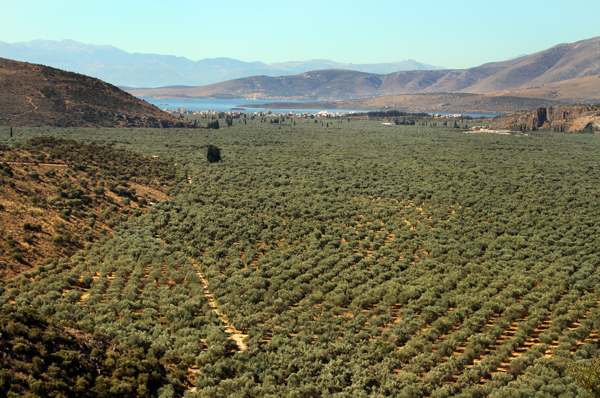 Antiguos OLIVOS del Mediterráneo : GREECE. ELLADA. FOKIDA reg. DELPHI ...