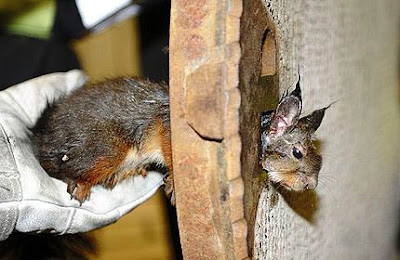 Four legged friends (and enemies): 10/26/12: Firefighters rescue squirrel