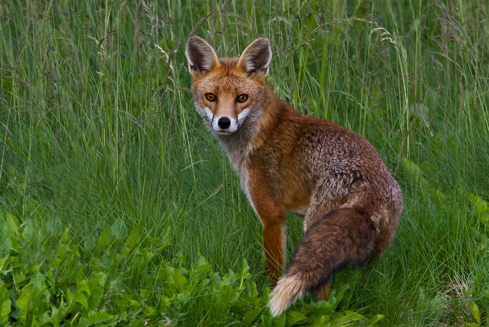 Neil's Bird photography: June 2012