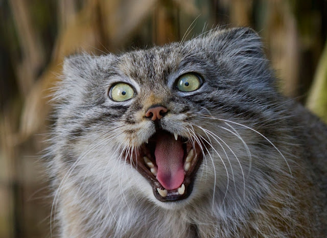 White Wolf : This Mongolian Cat Is The Most Expressive Cat In The World ...