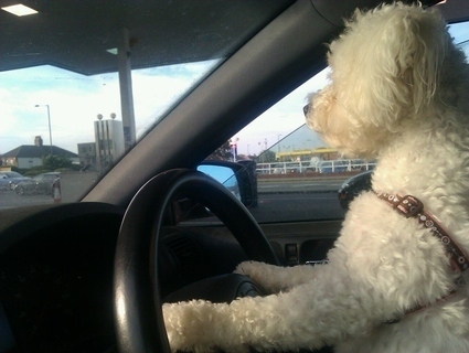40 Cool dogs driving cars (40 pics) | Amazing Creatures