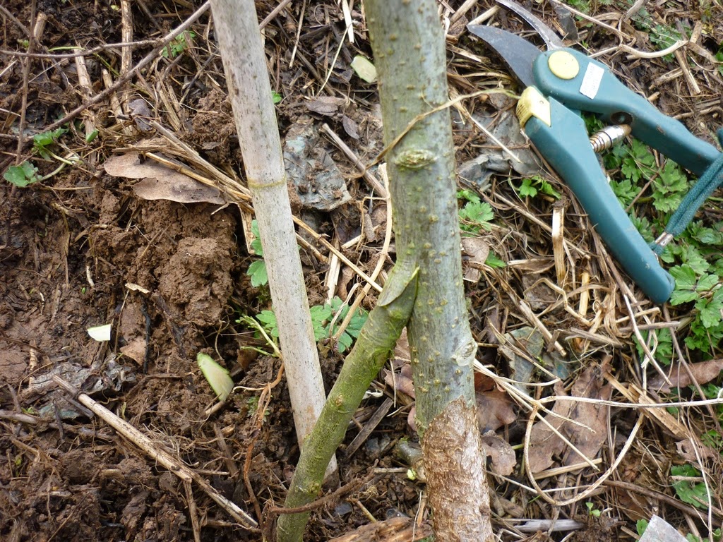 An English Homestead: Inarching A Damaged Apple Tree