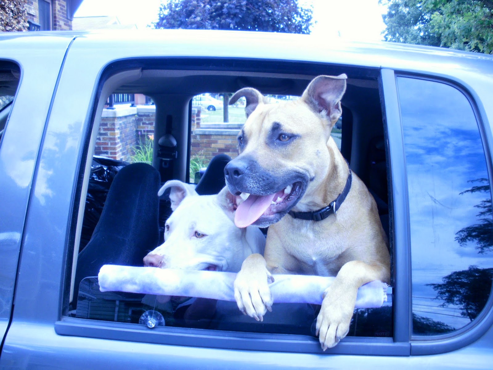 The Original L & D: Canine Window Protection