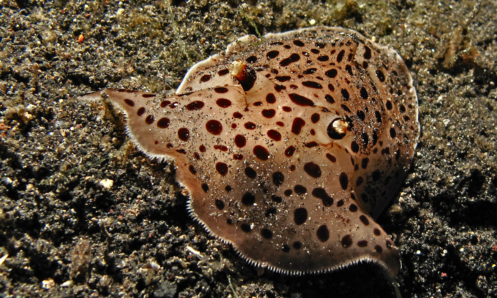 Real Monstrosities: Moon-headed Sidegill Slug